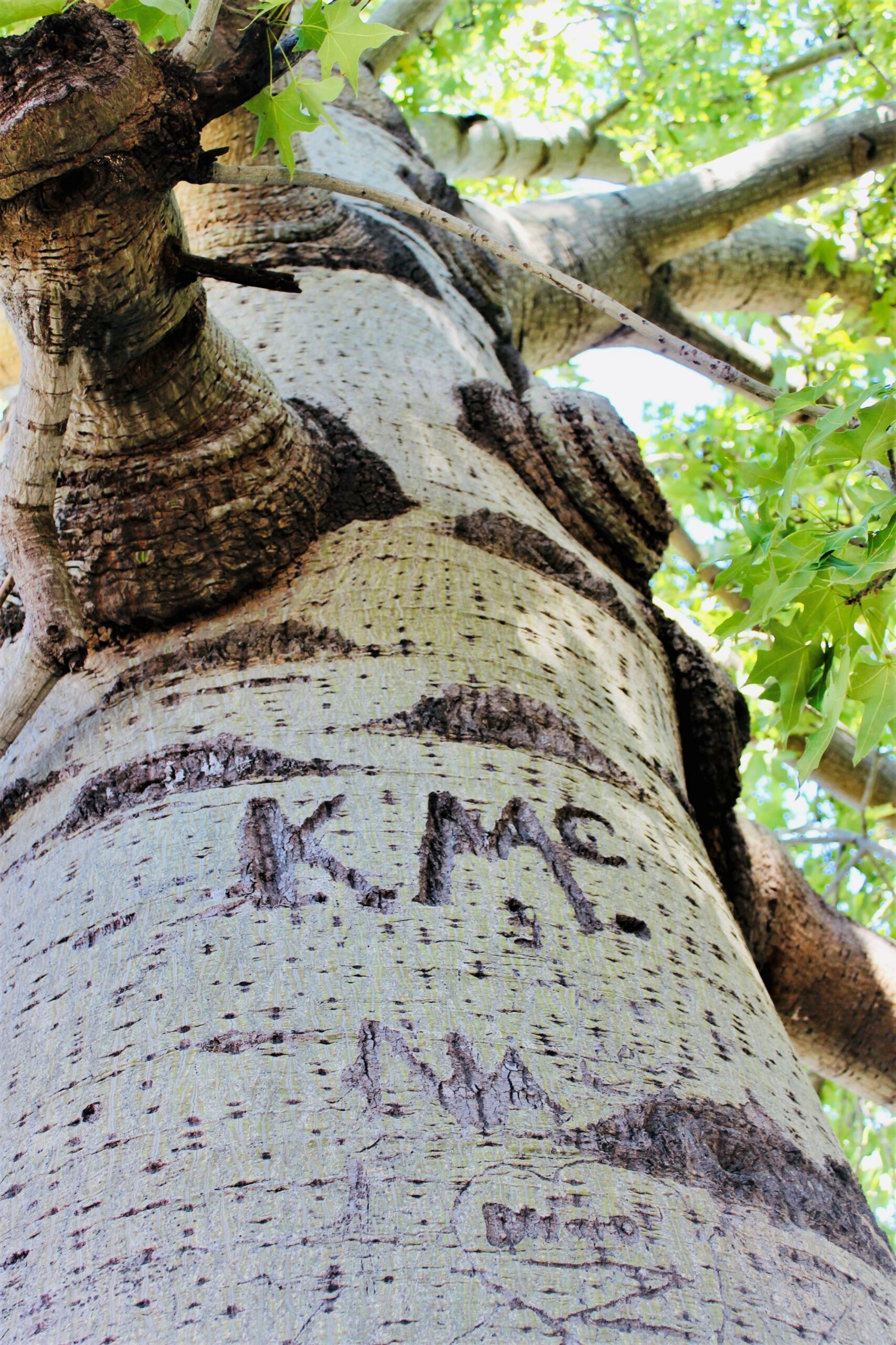 This Bottle Tree's Story is Very Cool! - Central Queensland Highlands