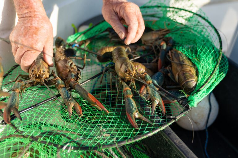 How to catch Red Claw - Central Queensland Highlands