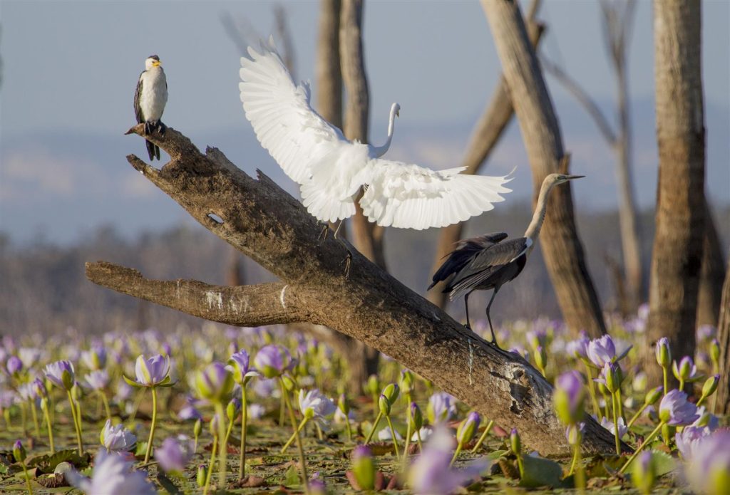 Escape to Lake Nuga Nuga - Central Queensland Highlands